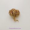 Rose de Jéricho / Chajarat Mariam : Guide complet [2022]