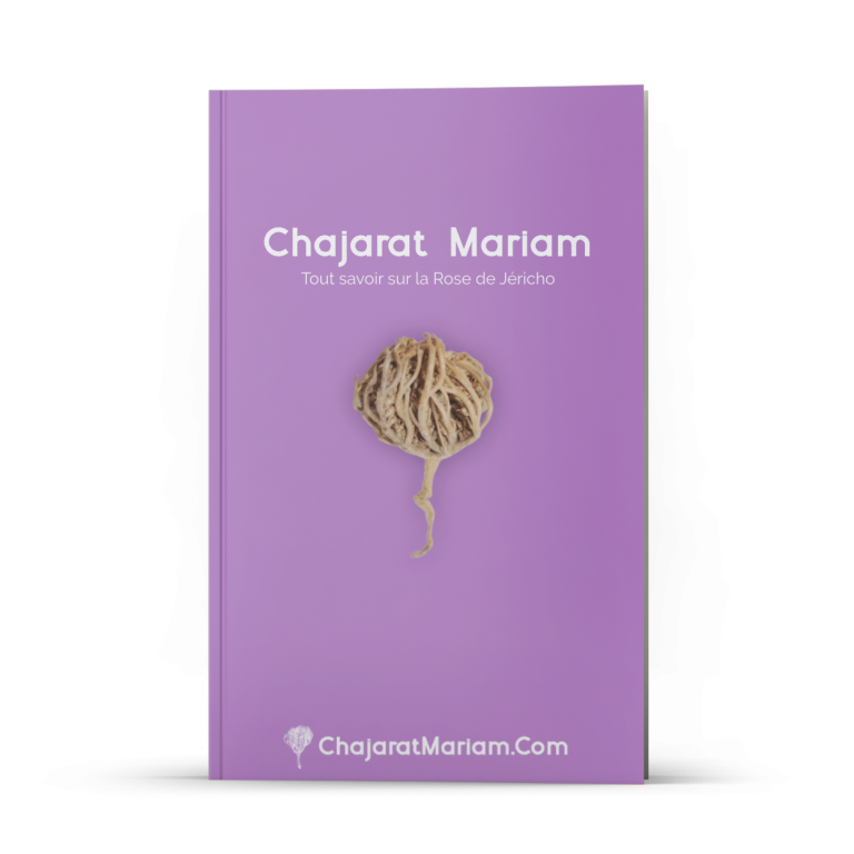 Rose de Jéricho / Chajarat Mariam : Guide complet [2022]