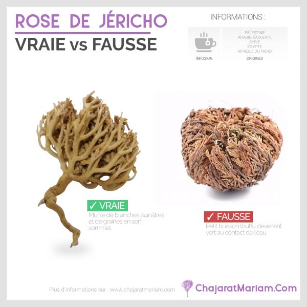 Rose de Jéricho / Chajarat Mariam : Guide complet [2022]